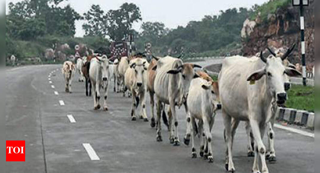 Stray cattle take to highways as Madhya Pradesh government looks the ...