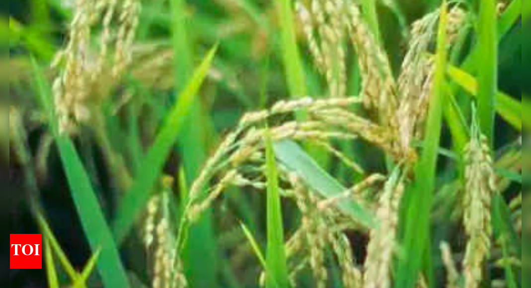 Uttar Pradesh govt eyeing record paddy yield for second successive year ...