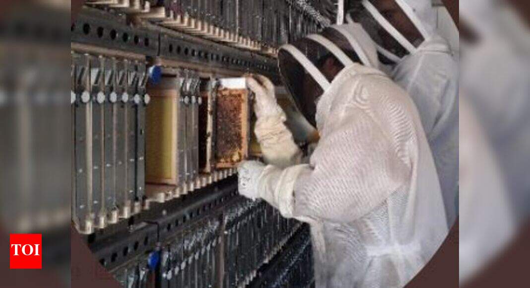 Bees find refuge from perilous world in robotic hive - Times of India