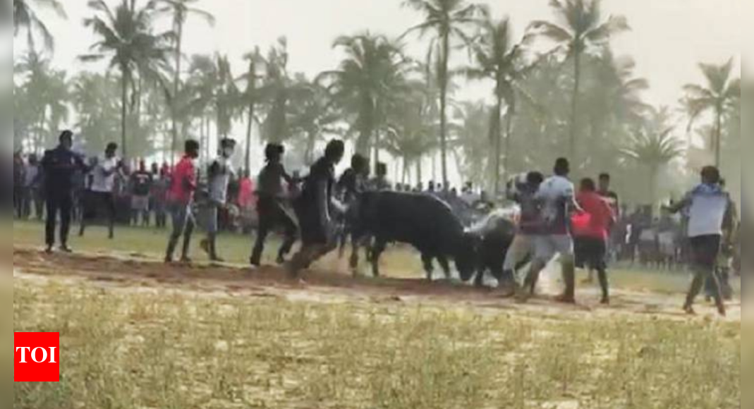 Four bullfighting events in three days at Goa's Cansaulim | Goa News ...