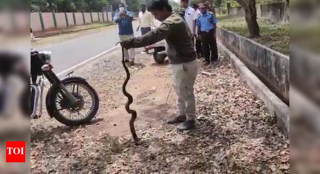Cobra spits out dead rat snake | Chennai News - Times of India