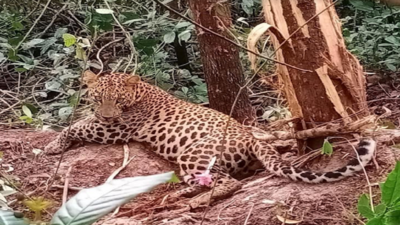 Karnataka: Leopard caught in snare rescued near Savanur | Mangaluru News - Times of India