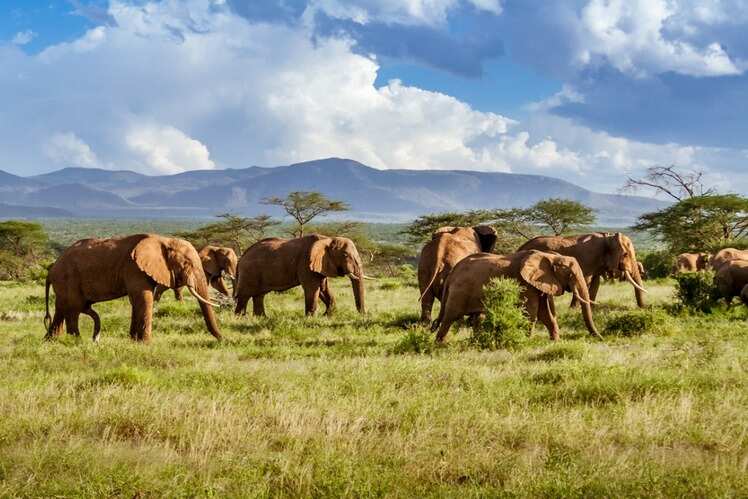 World Elephant Day: Best places to see elephants in South Africa ...