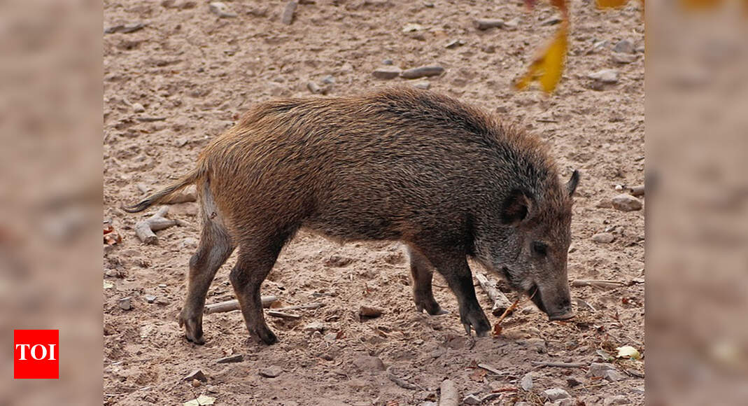 Farmers in Kerala want to consume wild boar meat | Kochi News - Times ...