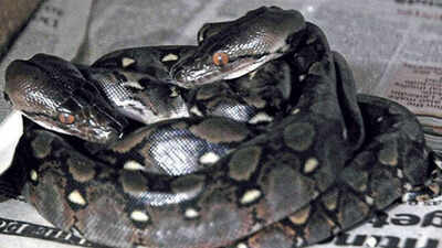 Reticulated python at Chennai Snake Park breeds after 4 years | Chennai ...