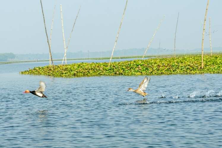 Indian Mangroves: Mangrove forests to visit in India | Times of India ...