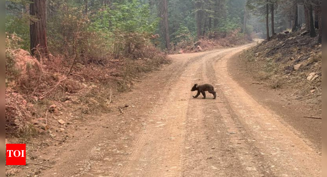 Emaciated bear cub may have lost mom to California wildfire - Times of ...