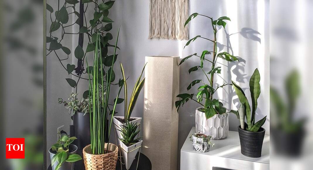 Indoor plants that can help boost your mood and overall vibe | - The ...
