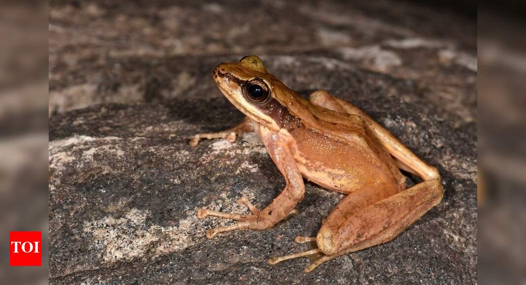 A new species of Cascade Frog discovered from Arunachal Pradesh named ...