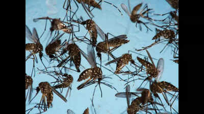 Ahmedabad: Mosquito invasion in western areas | Ahmedabad News - Times ...