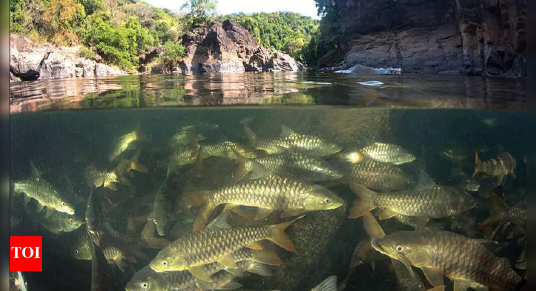 Threatened Mahseer fish spotted in Goa's Mhadei | Goa News - Times of India