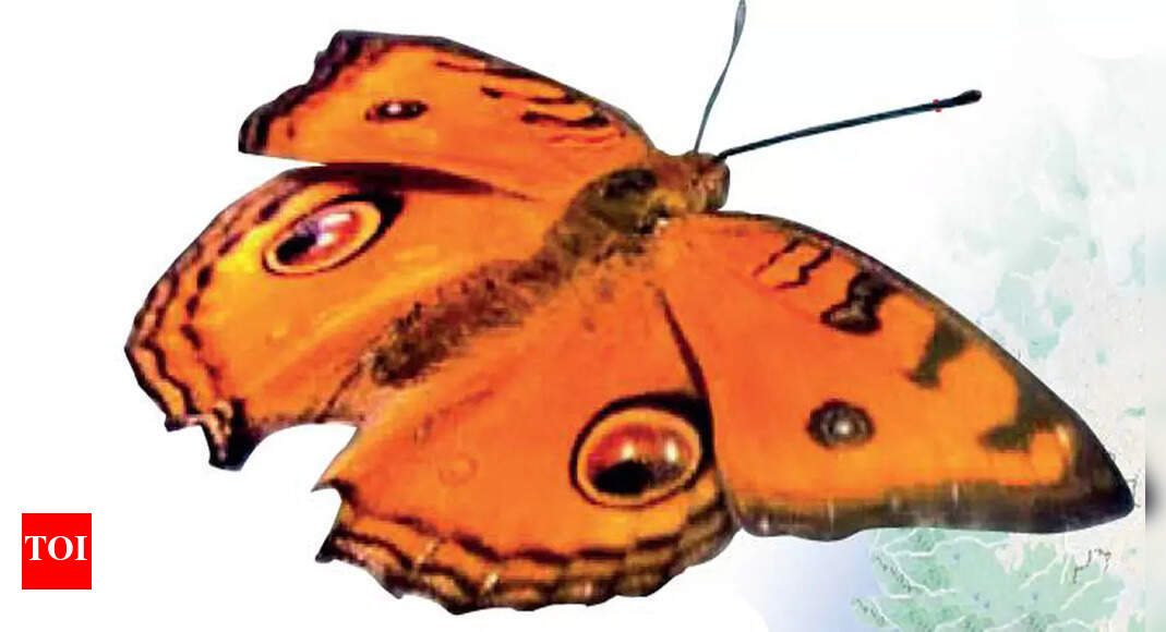 Flutter of surprise: 2 rare butterfly species sighted in Chennai ...