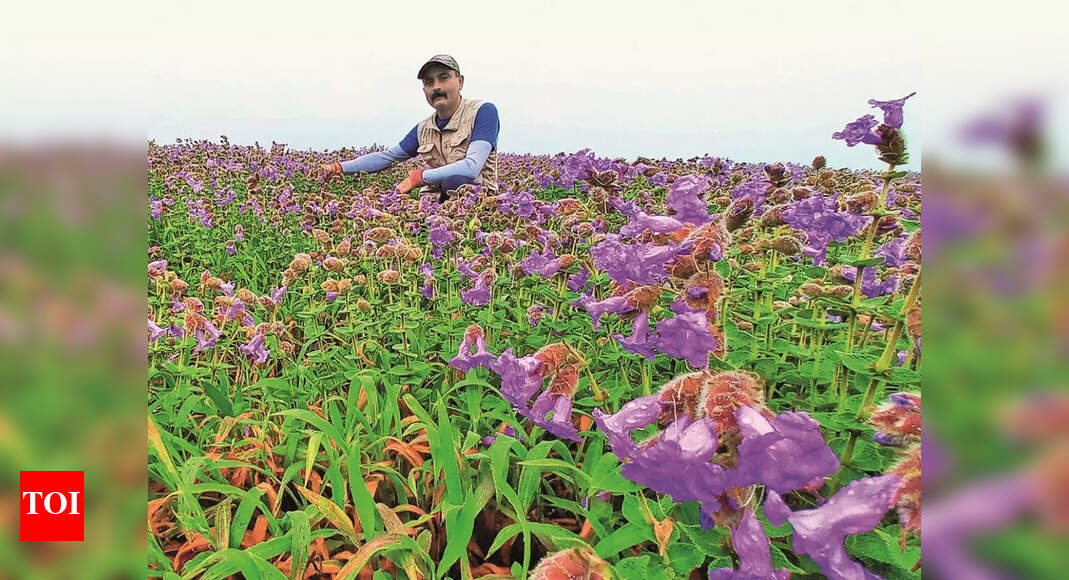Rare Kurinji flowers bloom makes Kodagu the hottest destination in ...