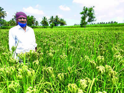Farmers cultivate white finger millet developed by Mandya scientists ...