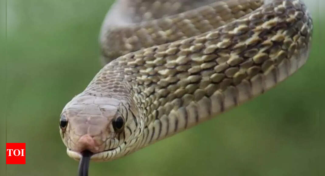 Snake sightings in Noida at a high, 50 rescued in past two months ...