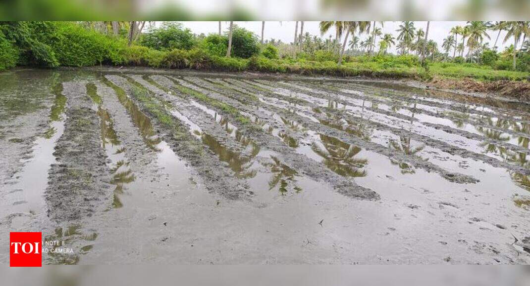 Pokkali farming: Paddy farmers at Chellanam in Ernakulam fighting for ...