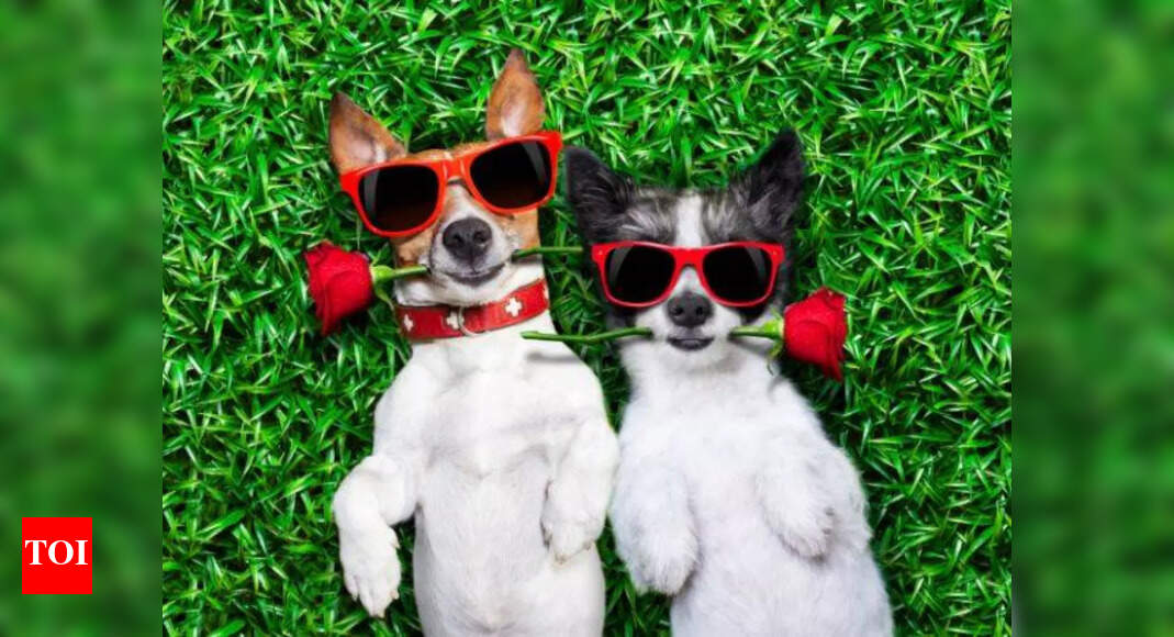 International Dog Day: Furry friends play cupid in the dating world ...