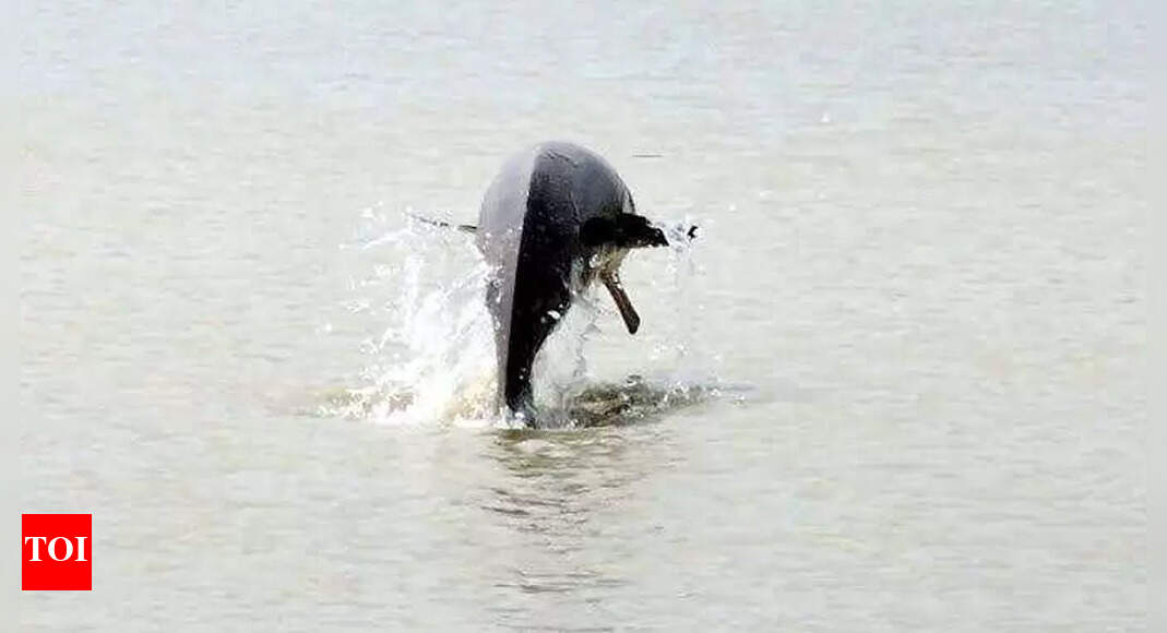 Now, dolphin conservation reserve to come up with aim to boost tourism ...