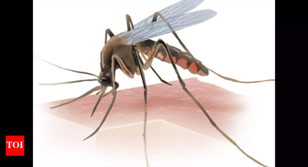 Hyderabad: Dengue breeds in flower pots, pattern common in posh areas ...