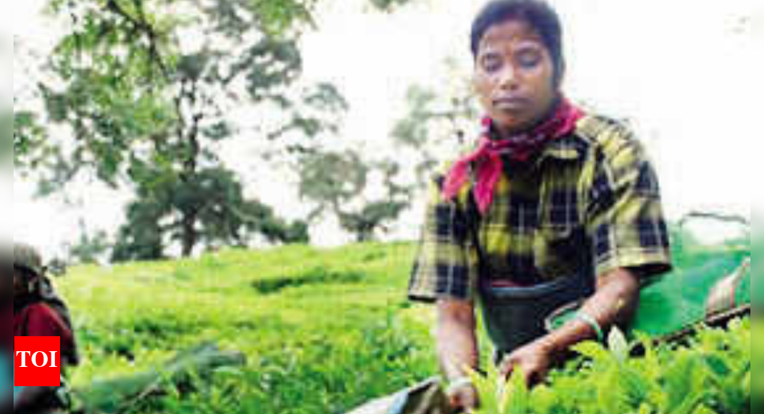 Kerala: Follow Covid protocol in plantations, says Idukki collector ...