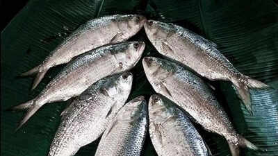 Visakhapatnam: No traces of Pulasa fish in river Godavari this season ...
