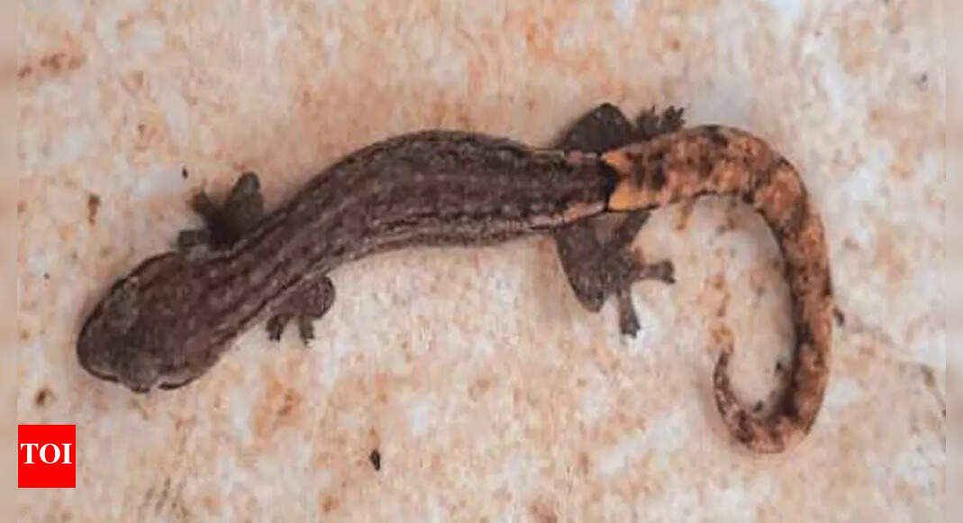 In a first, slender gecko specimen found in Goa | Goa News - Times of India