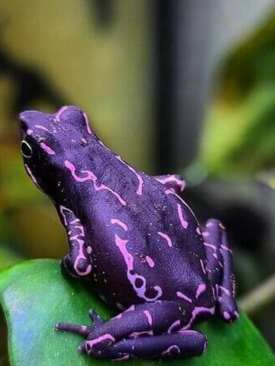 10 animals in strange and unusual colours | Times of India