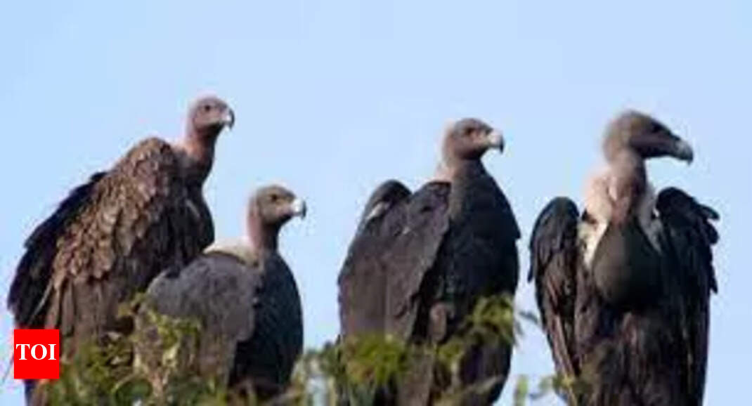 Birds of prey: Experts to help you identify species for vulture count ...