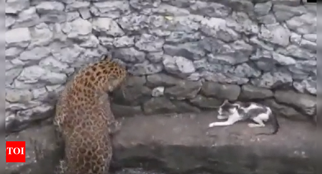 Maharashtra: Leopard, cat come face-to-face after falling in well in ...