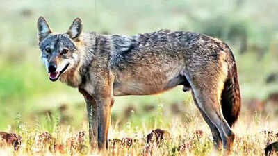 Indian wolves most ancient of surviving lineage, says study | Pune News ...