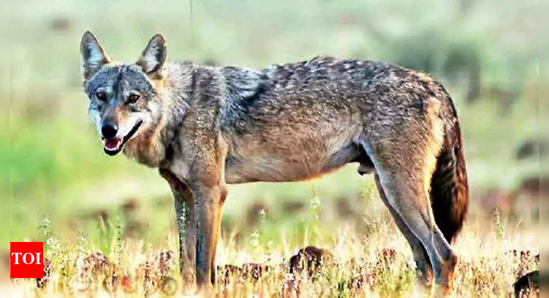 Indian wolves most ancient of surviving lineage, says study | Pune News ...