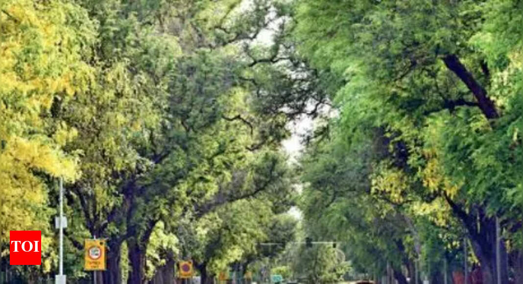 On leave? Delhi Tree Authority has met just 8 times since 1995 | Delhi ...