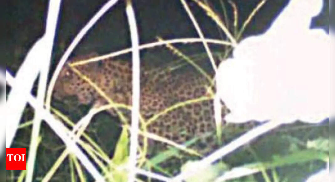 Leopard sighted in Delhi's Tughlaqabad, public on alert | Delhi News ...