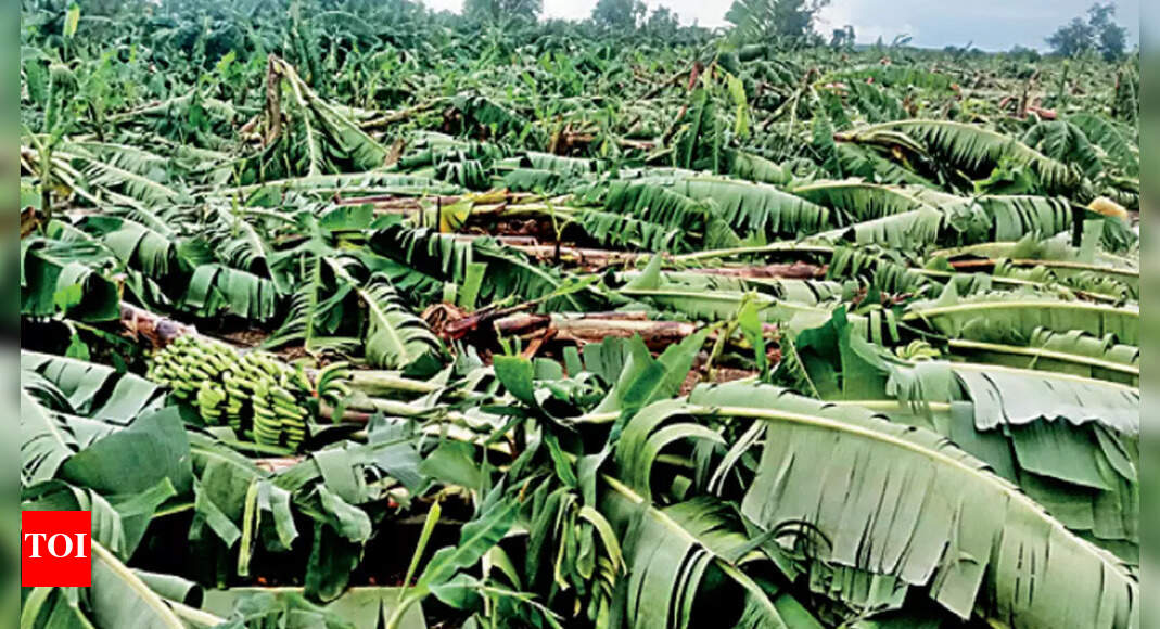 Recent heavy rain damaged crops of over 83,300 farmers in north Maharashtra | Nashik News ...