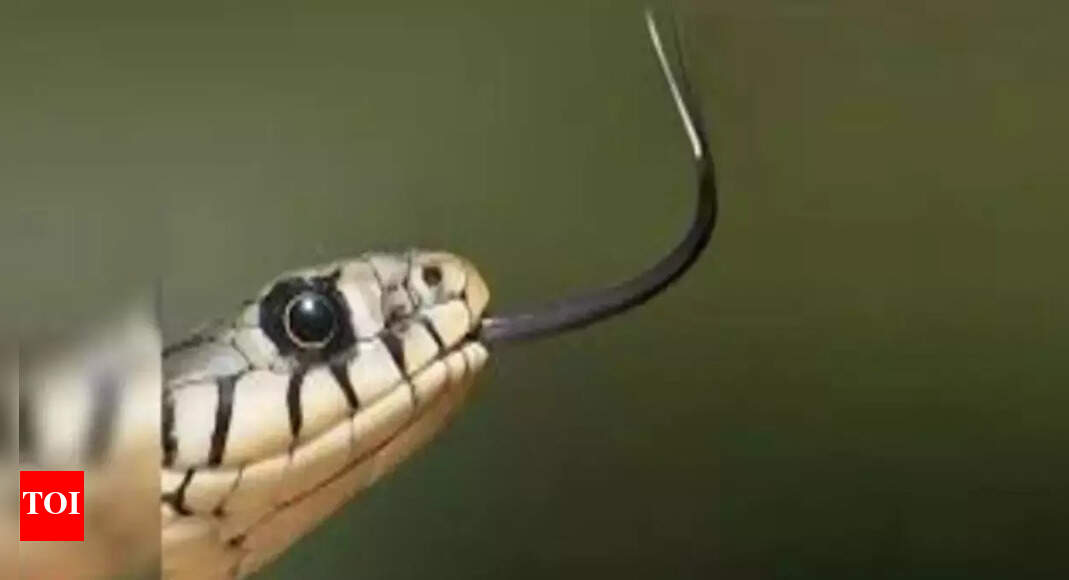 Snake bites rise in north Andhra Pradesh, most victims farmers ...