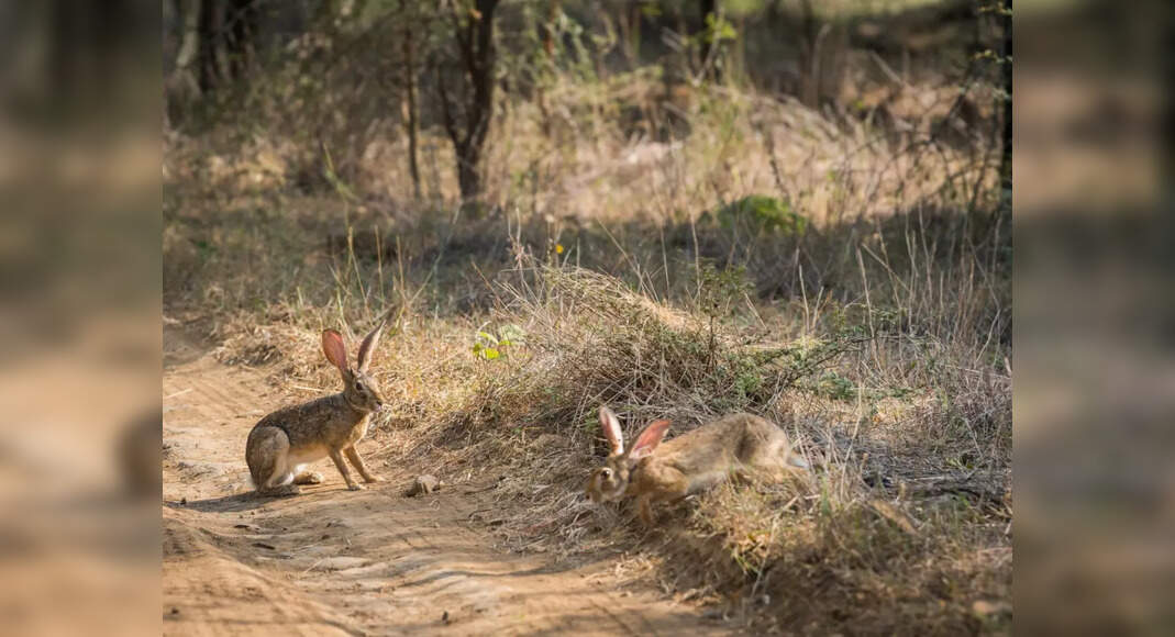 Exploring Bihar's wildlife | Times of India Travel