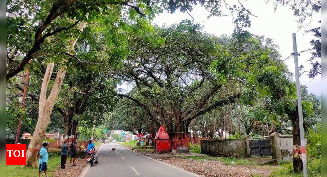 Over 2k trees to be axed to widen road, allow faster travel to ...