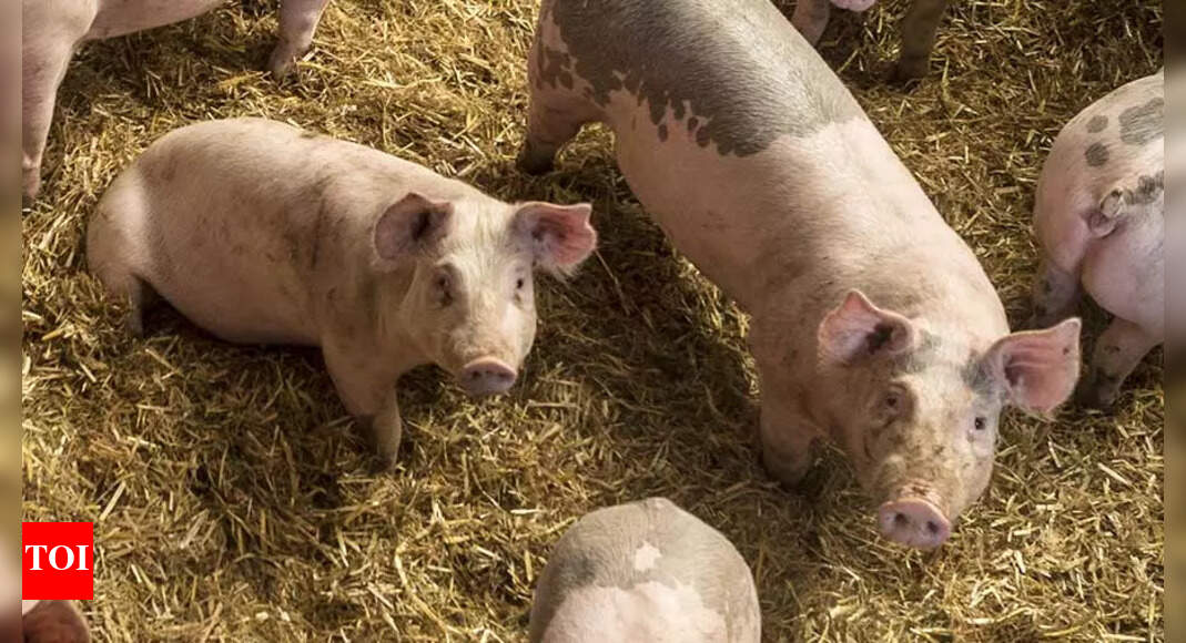 பன்றி வளர்ப்பு பண்ணை உரிமையாளர்களுக்கு மாநகராட்சி கடும் எச்சரிக்கை ...