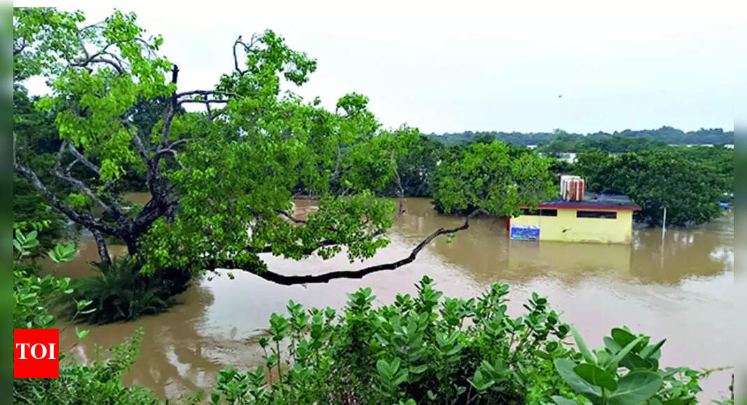 3 more die in heavy rain, Odisha faces flood threat | Bhubaneswar News ...