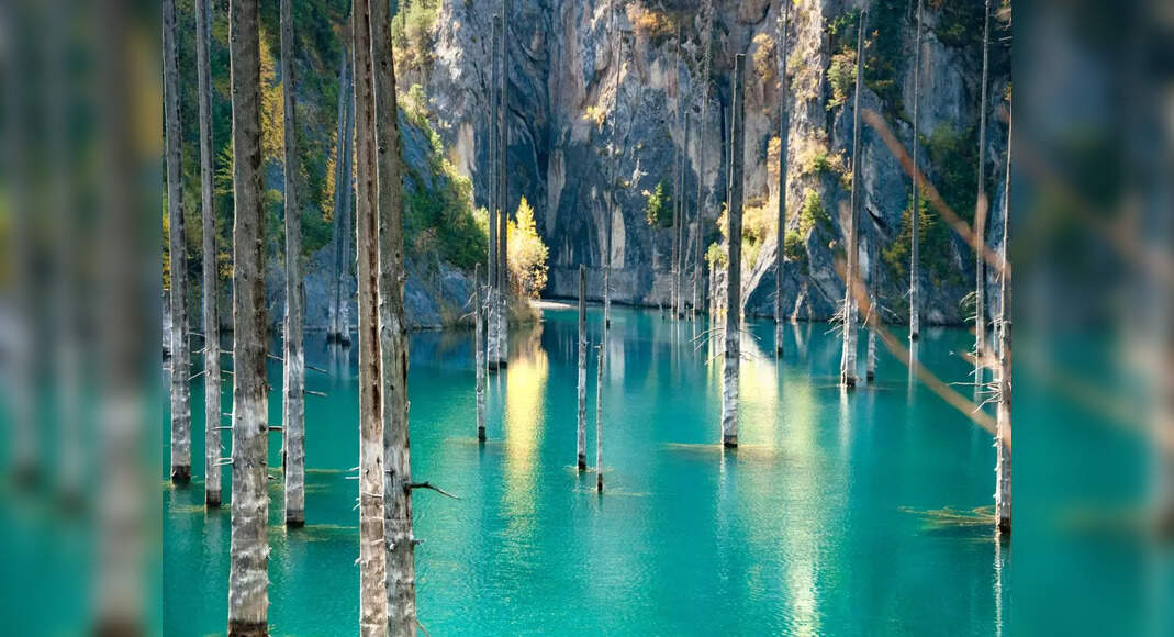 Unbelievable underwater forests from across the world! | Times of India ...