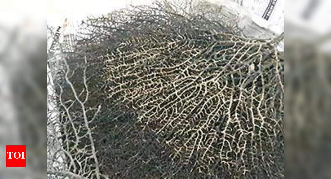 Kalyan: Maharashtra: Vastu expert kept penis of monitor lizard as ...
