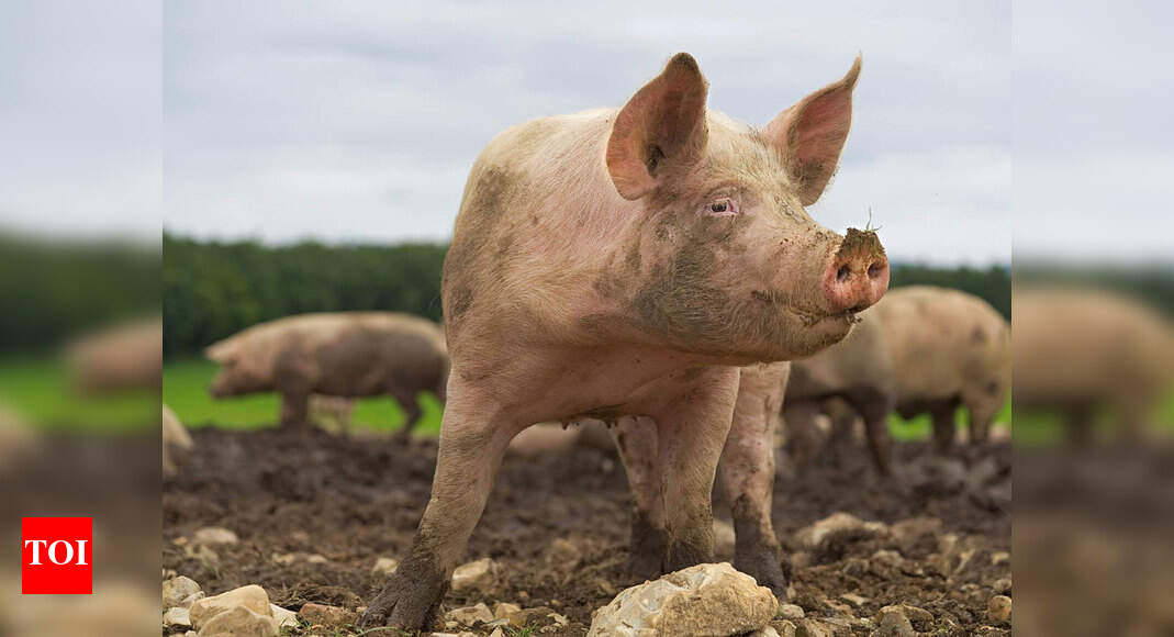 Culling of pigs begins in North Tripura | Agartala News - Times of India