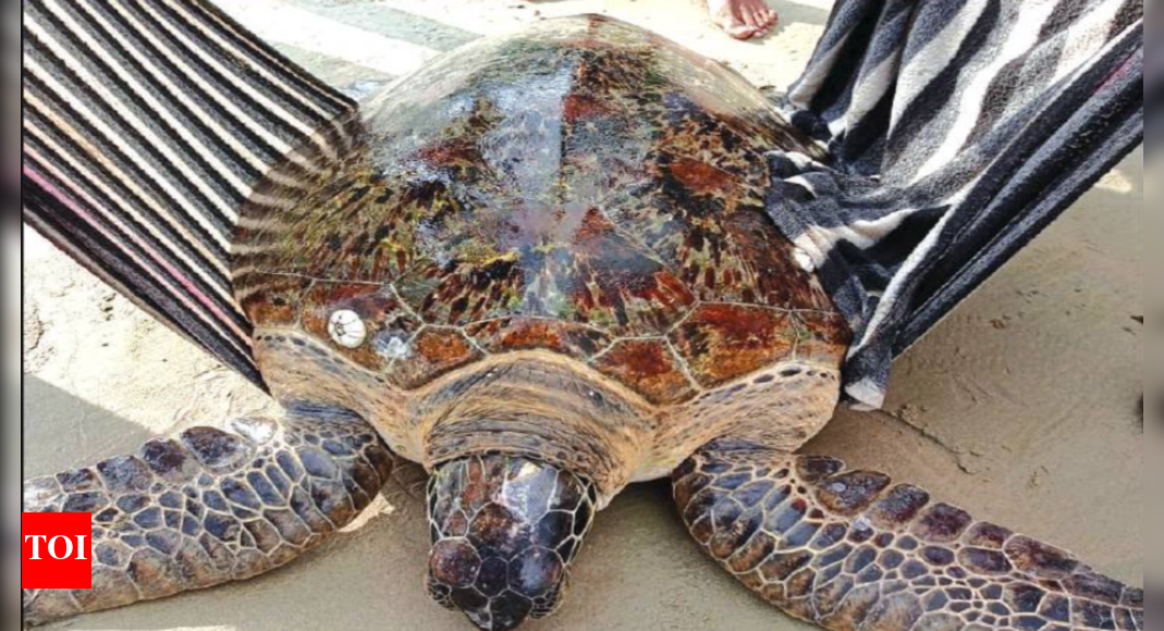 Goa: Rare green sea turtle trapped in fishing net at Palolem rescued ...