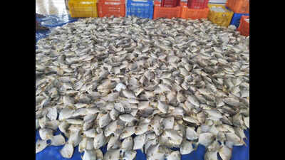 First harvest of Indian Pompano fish in Odisha from marine cage culture ...