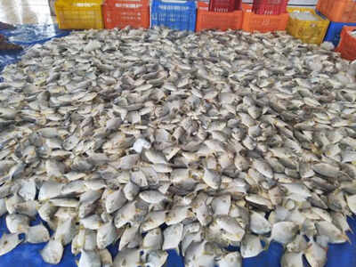 First harvest of Indian Pompano fish in Odisha from marine cage culture ...