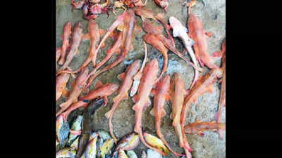 Predators become the prey as sharks end up as bycatch | Chennai News ...