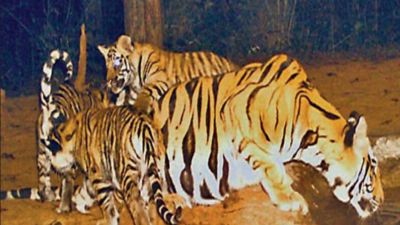 Madhya Pradesh: Tiger reserves to reopen from October 1 | Bhopal News ...