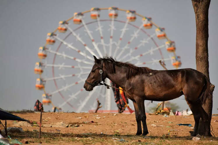 Where to go horseback riding in India? | Times of India Travel