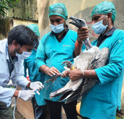 Haryana: Central Zoo Authority organises review meeting at Vulture ...