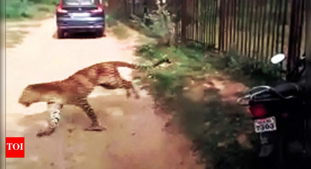 Gujarat: Leopard videos on prowl, cages set up | Ahmedabad News - Times ...